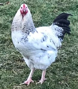 Selective Breeding in Backyard Flocks - Backyard Poultry